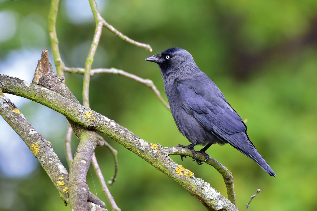 Dohlen im Anflug | Naturschutzbecher